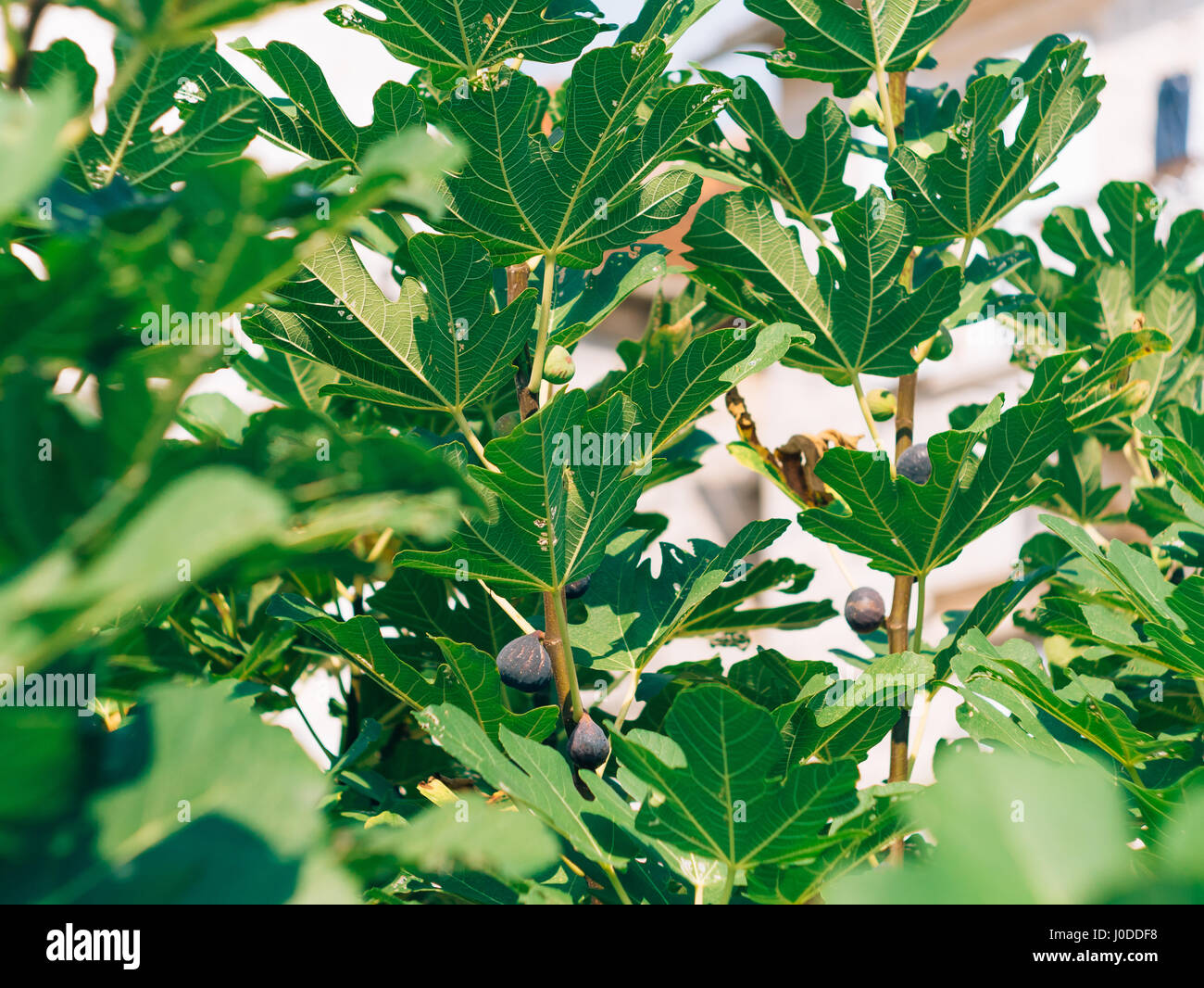 Ripe figs on the tree. Montenegrin fig trees Stock Photo - Alamy