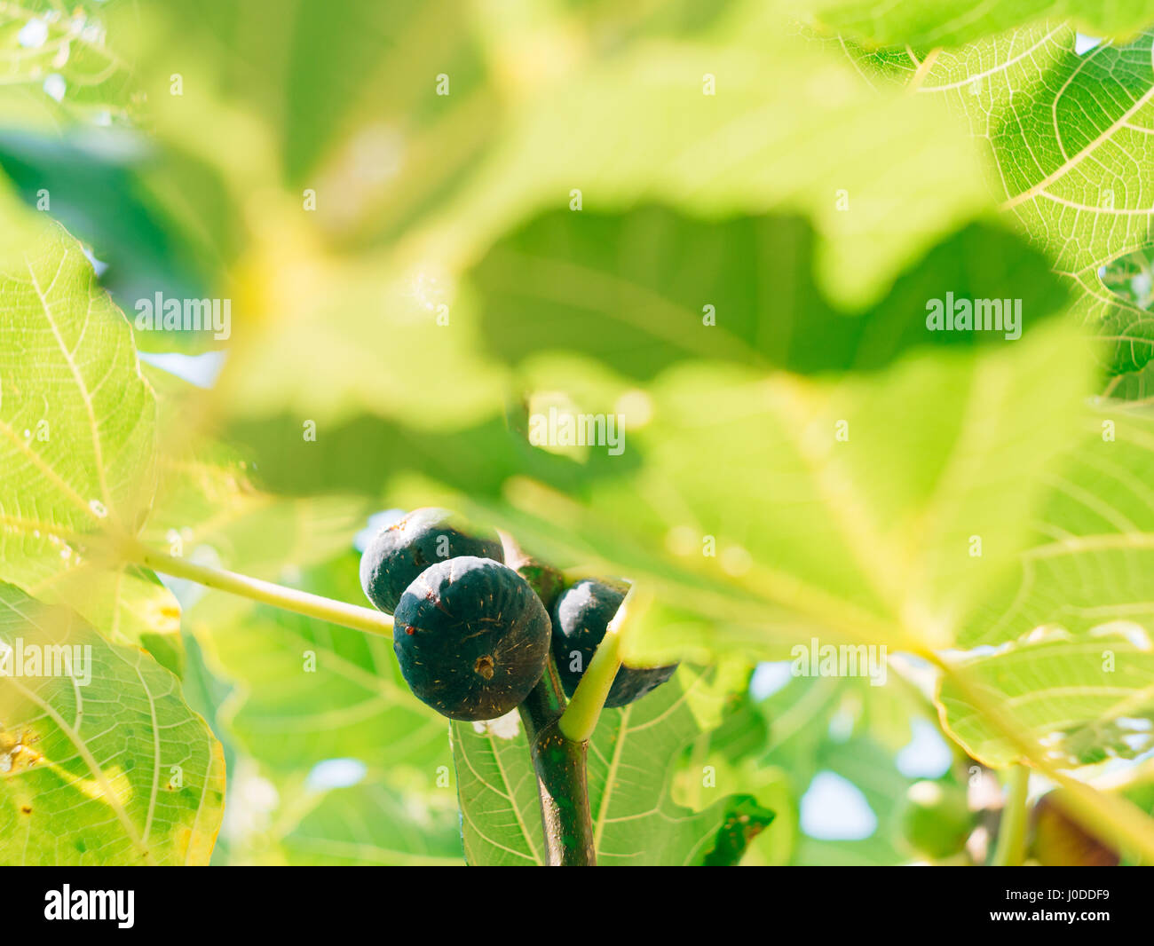 Ripe figs on the tree. Montenegrin fig trees Stock Photo - Alamy
