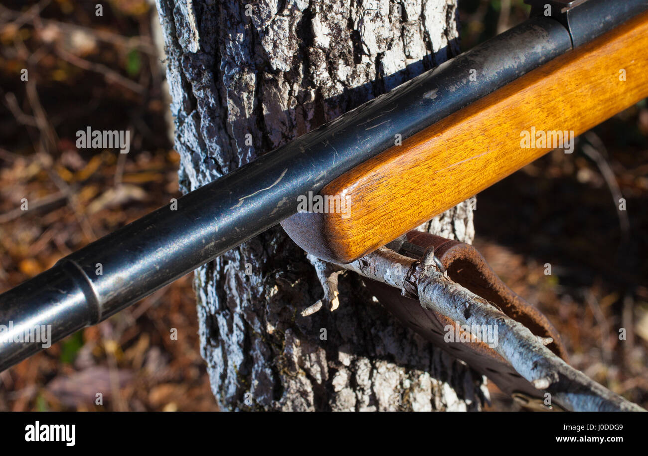 Old rifle with a wood stock resting across a tree branch Stock Photo ...