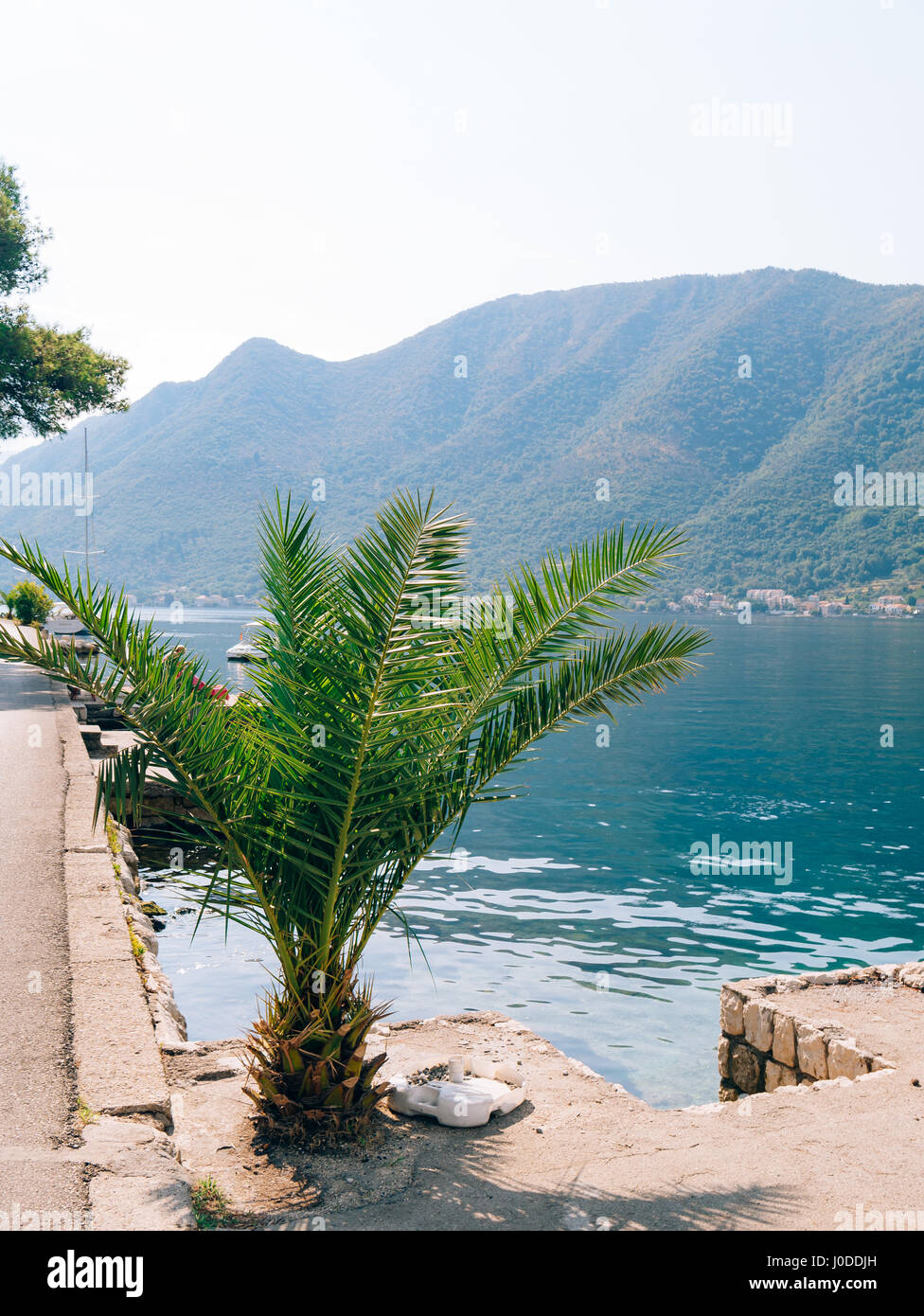 Palm tree. Date tree in Montenegro Stock Photo - Alamy