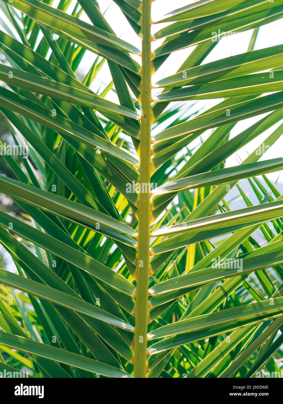 A branch of a palm tree close-up Stock Photo - Alamy