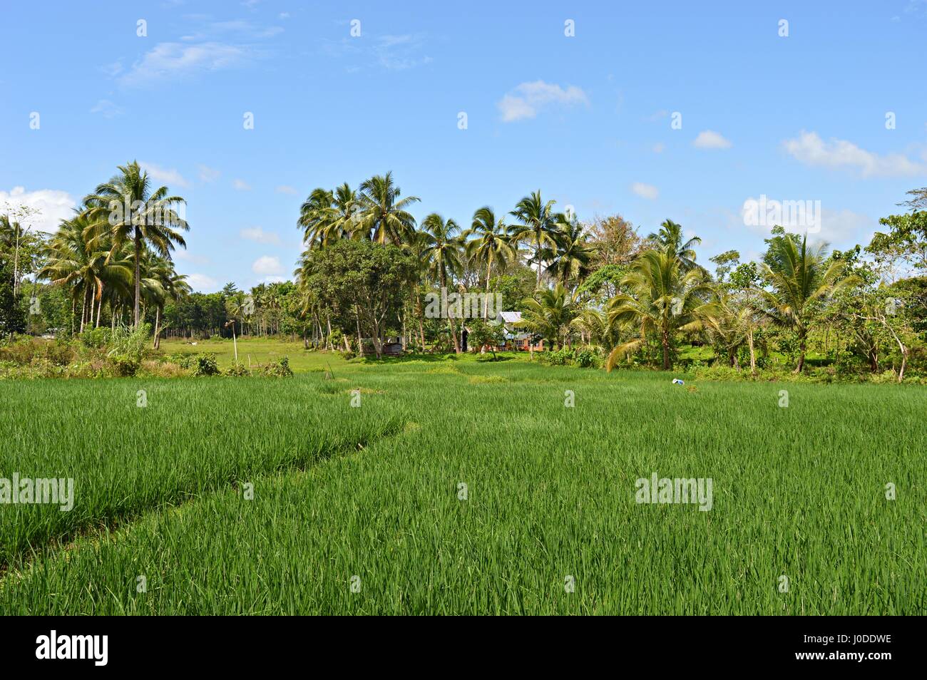 Philippines rice field hi-res stock photography and images - Alamy