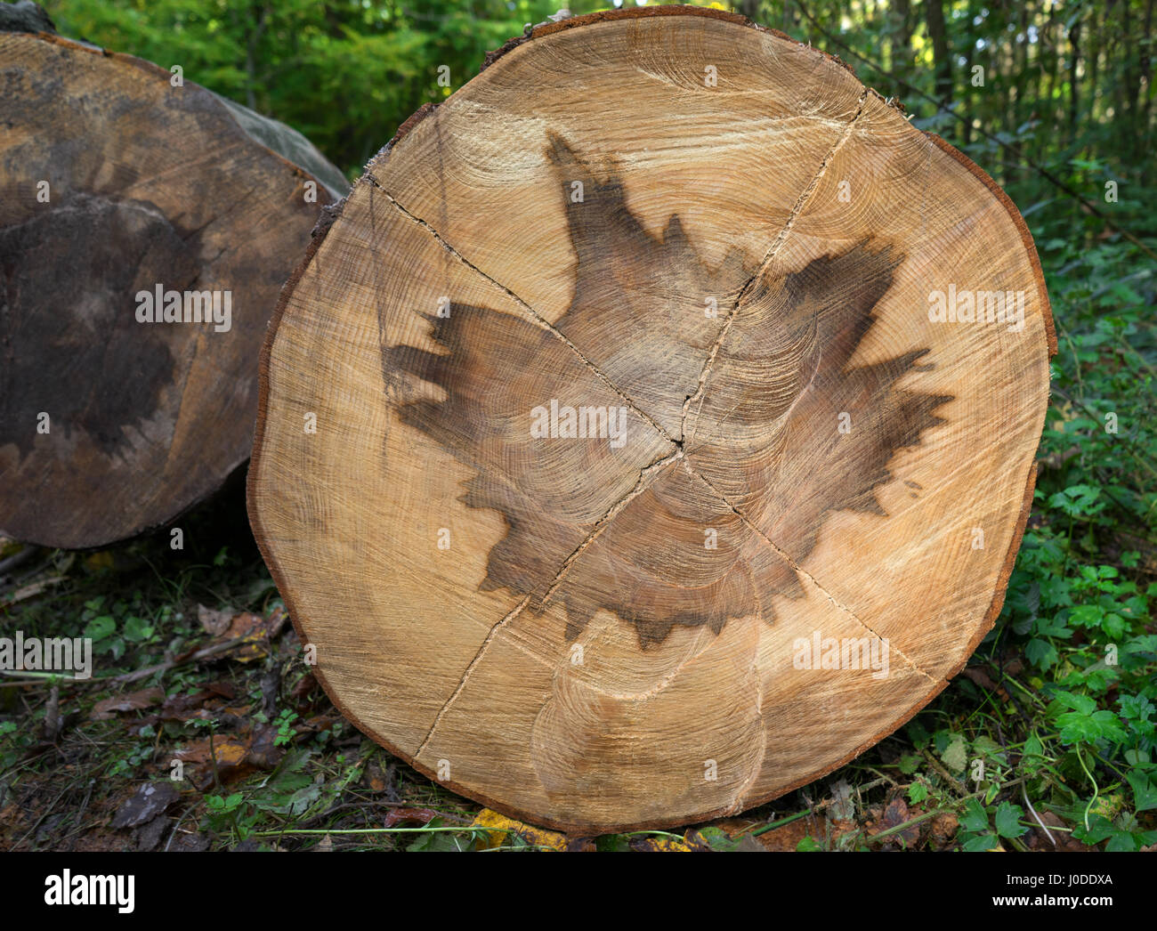 Large Tree Trunk Pattern