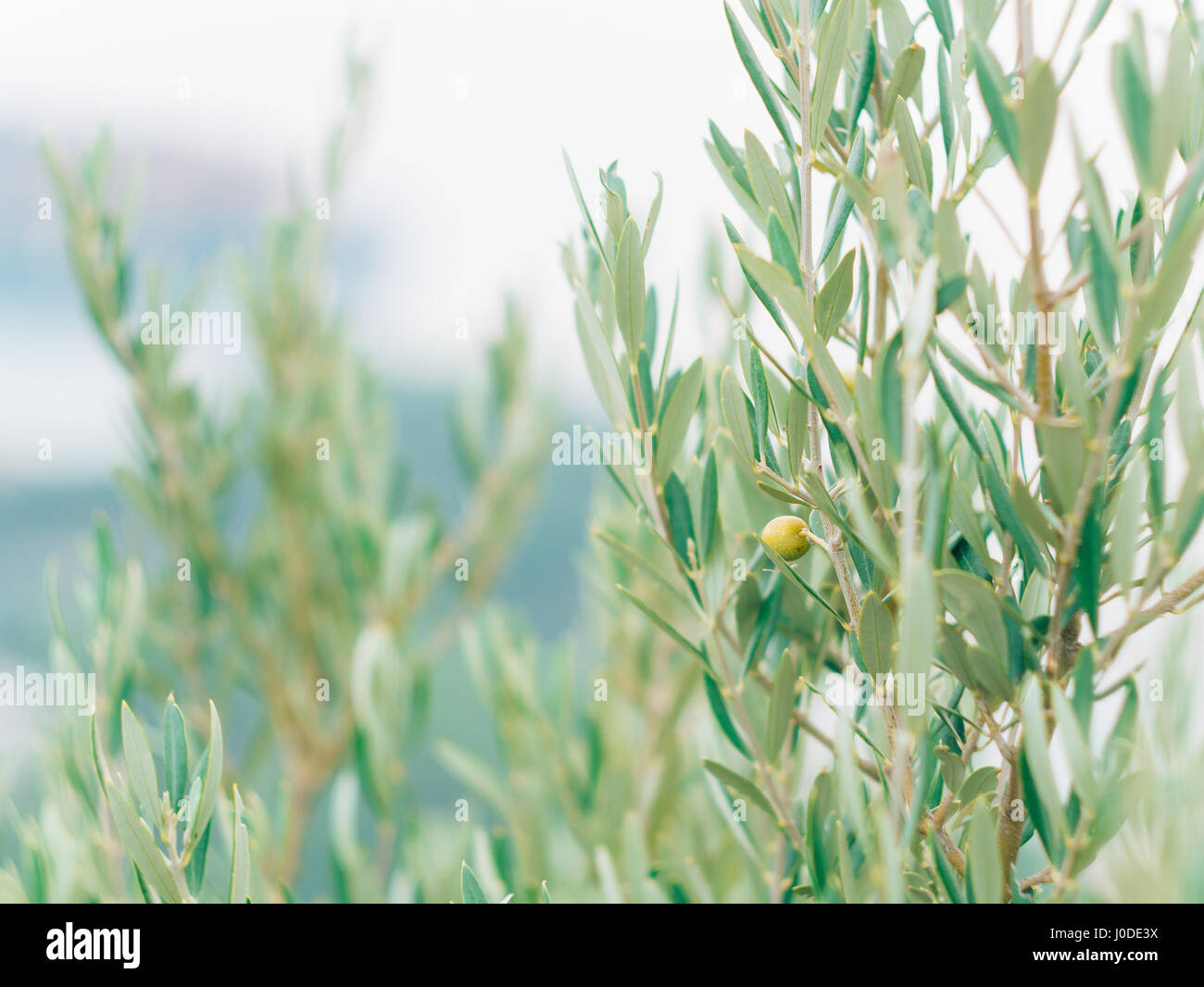 Olive branch fruits groves gardens hi-res stock photography and images ...