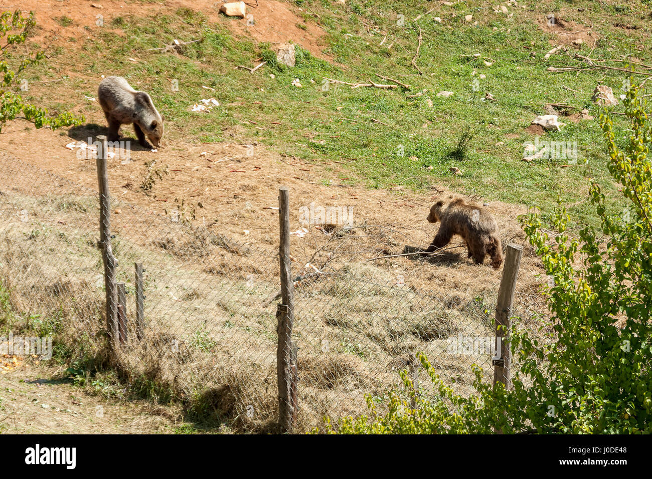Bear refuge in Kuterevo village, Croatia Stock Photo - Alamy