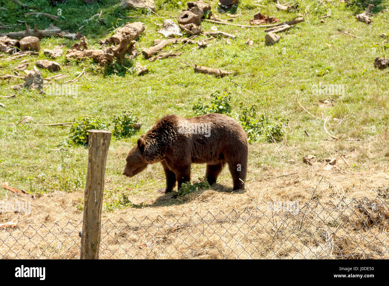 Bear refuge in Kuterevo village, Croatia Stock Photo - Alamy
