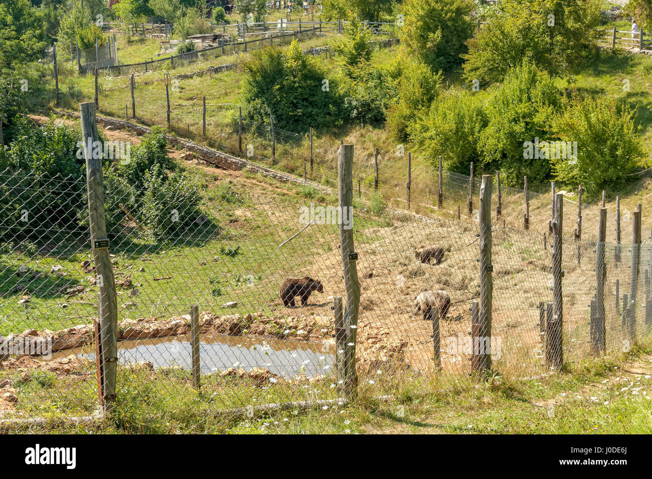 Bear refuge in Kuterevo village, Croatia Stock Photo - Alamy