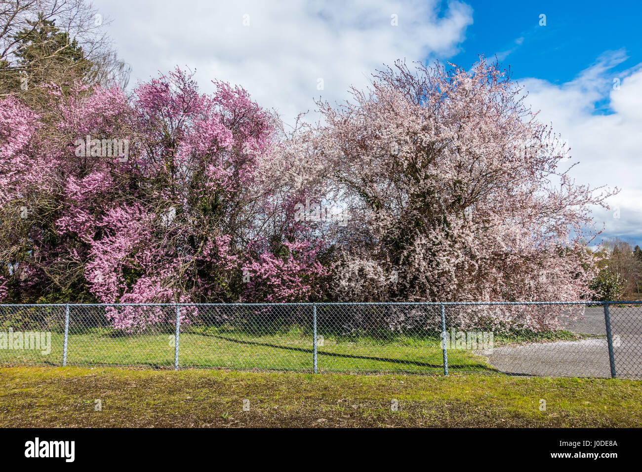 Cherry trees bloom hi-res stock photography and images - Alamy