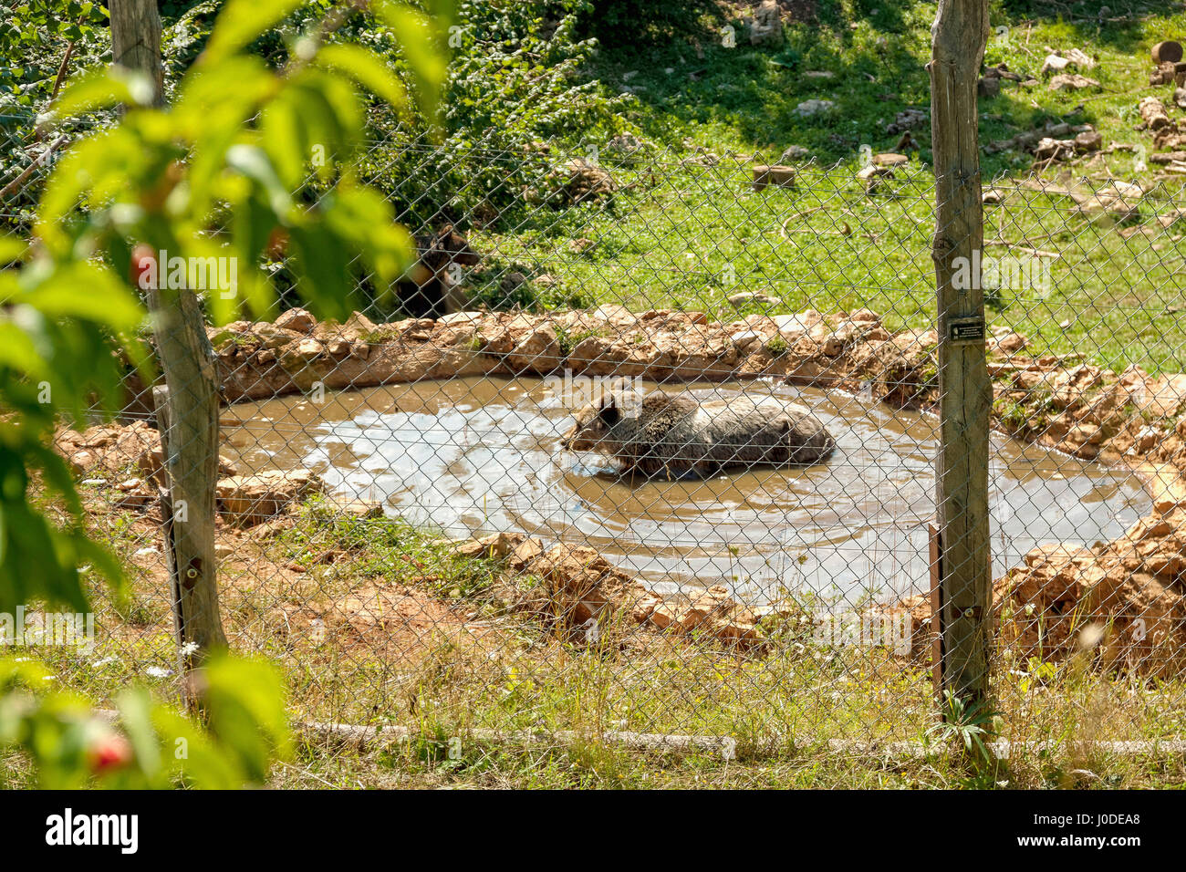 Bear in a pool in bear refuge, Kuterevo village, Croatia Stock Photo ...