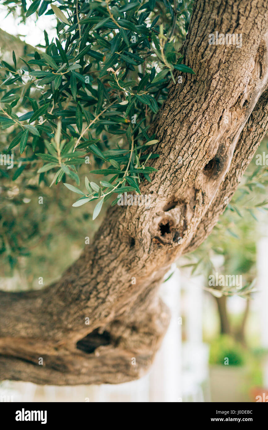 Close-up of the trunk of a tree of olives. Olive groves and gard Stock ...