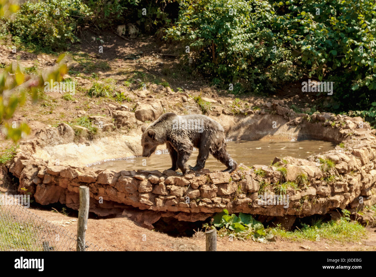 Bear in a pool in bear refuge, Kuterevo village, Croatia Stock Photo ...