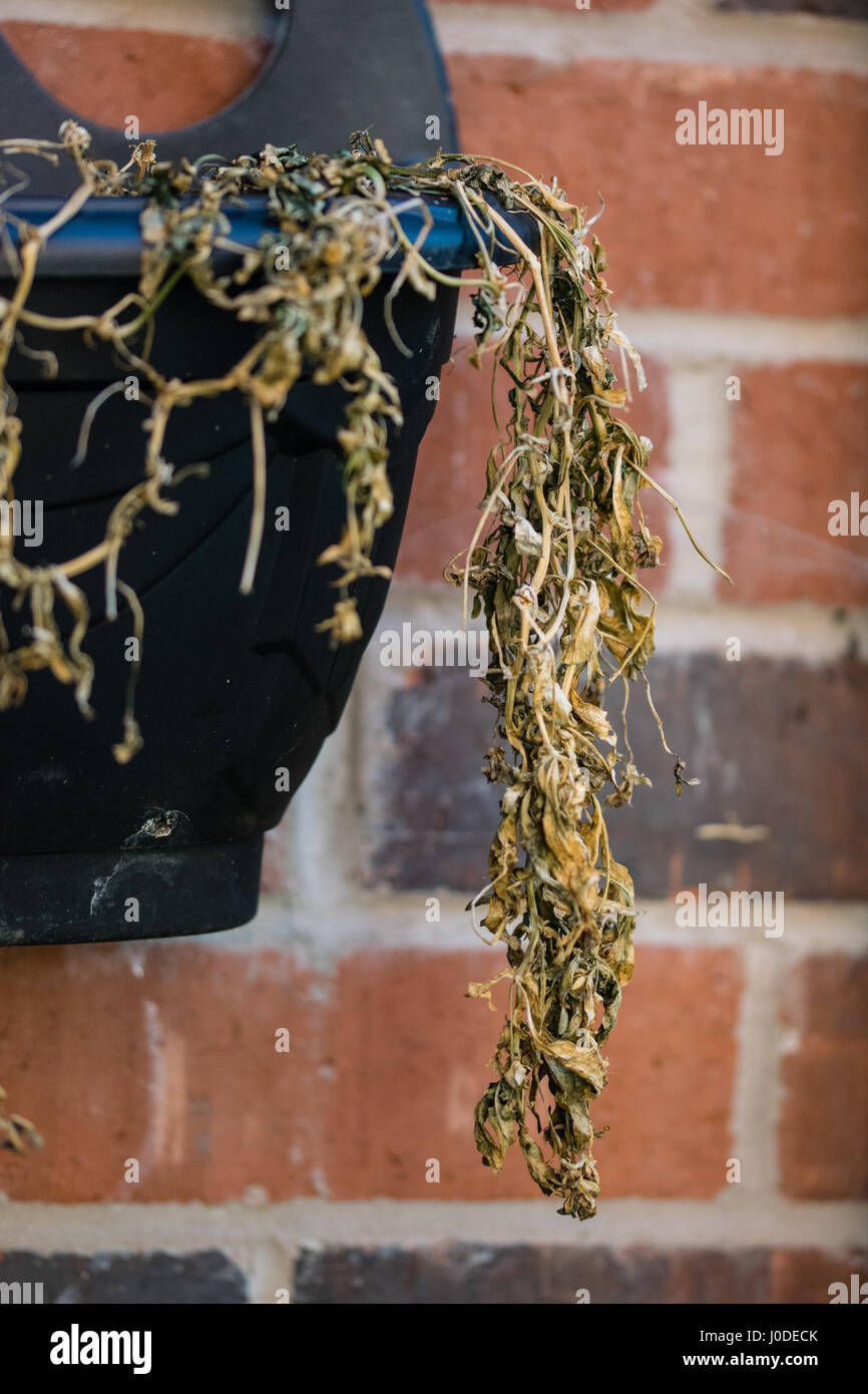 Withered dead wall flowers in side hanging basket Stock Photo - Alamy