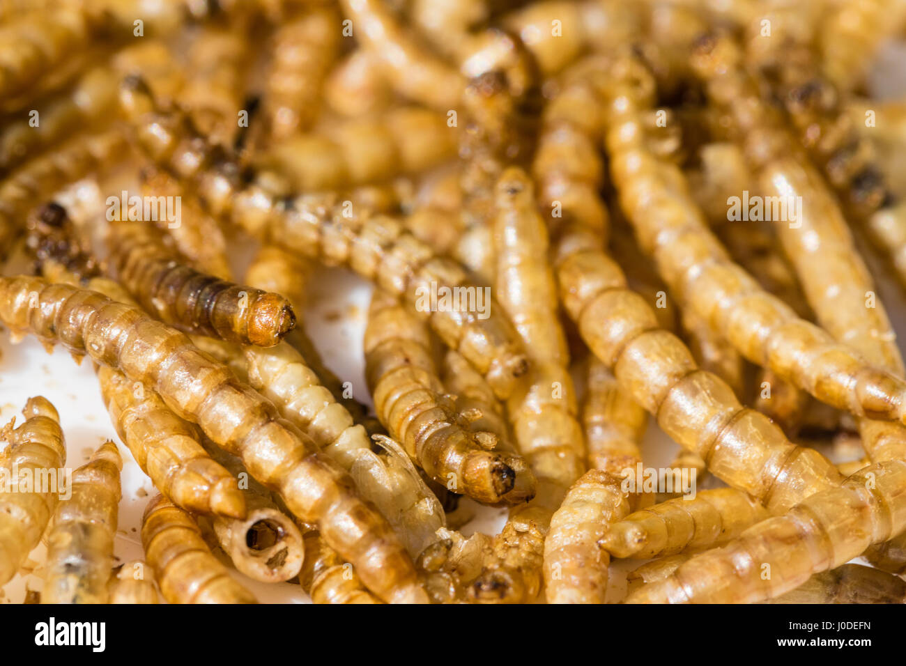 Dried mealworm on a plate waiting for a wild bird of Robin or Blackbird ...