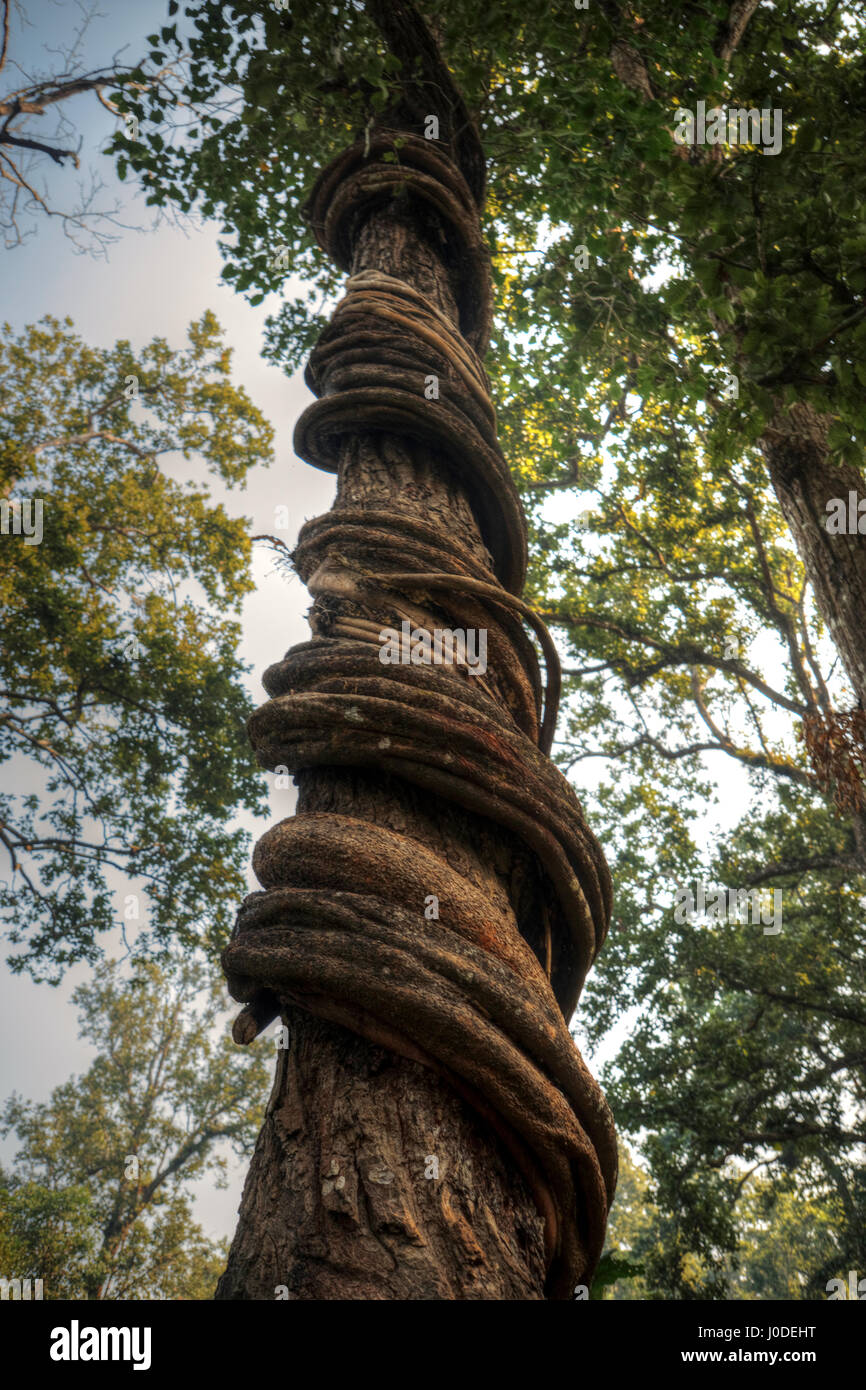 Chitwan National Park. is mainly covered by jungle Stock Photo - Alamy