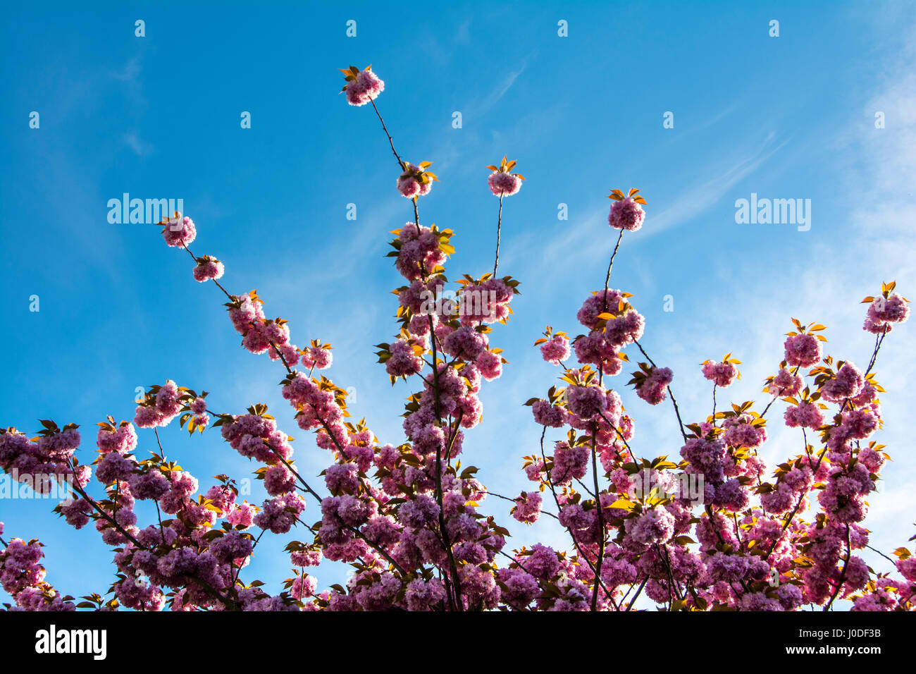 Blossom sakura hi-res stock photography and images - Alamy