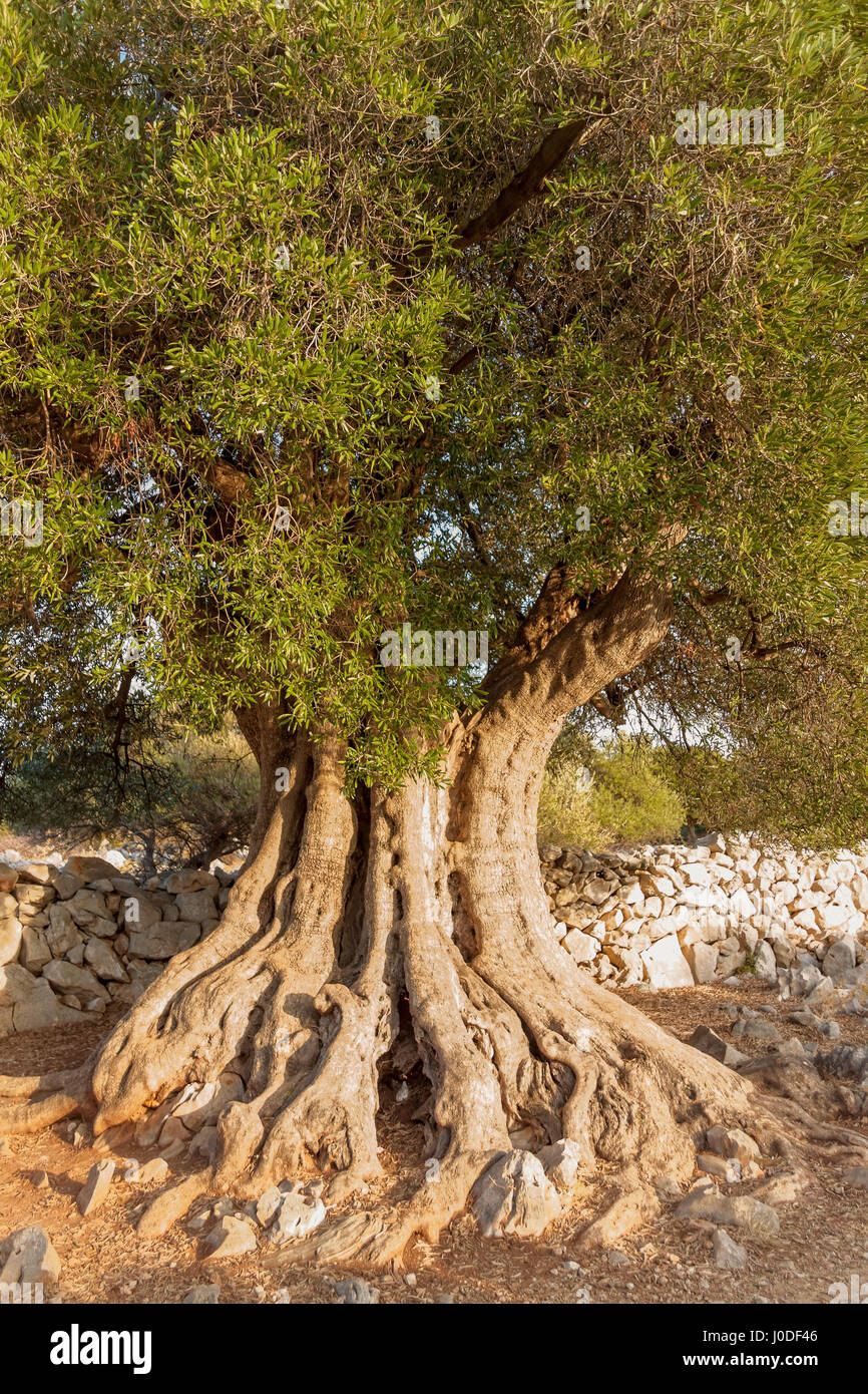 1600 years hi-res stock photography and images - Alamy