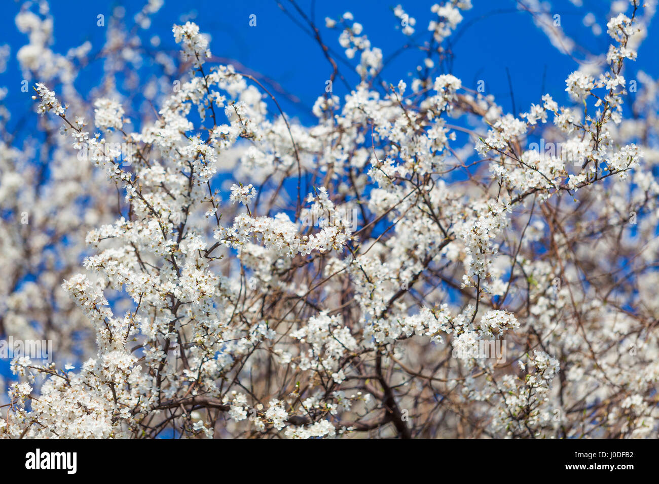 Spring blossom background. spring flowers Stock Photo - Alamy