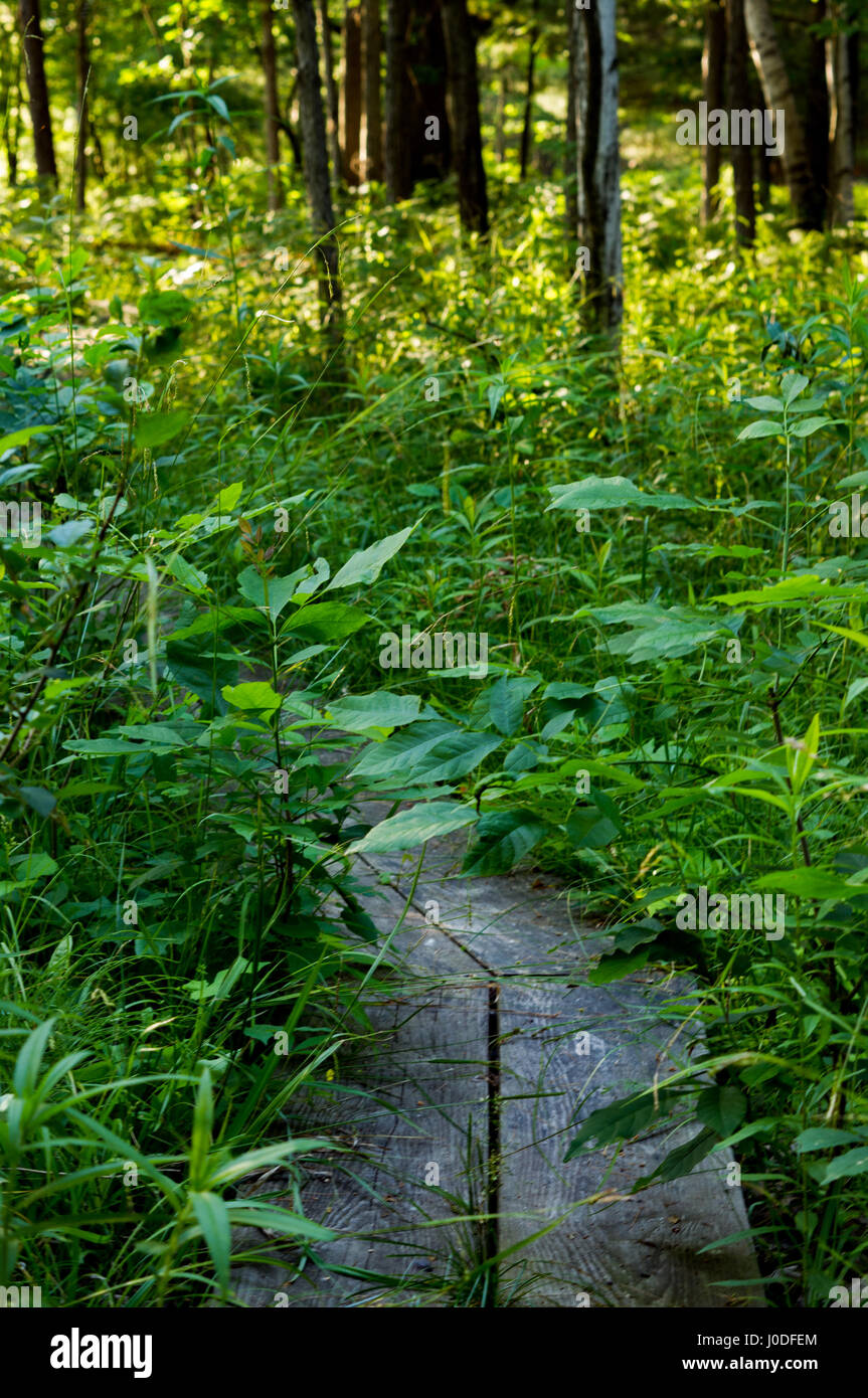 Overgrown forest hi-res stock photography and images - Alamy