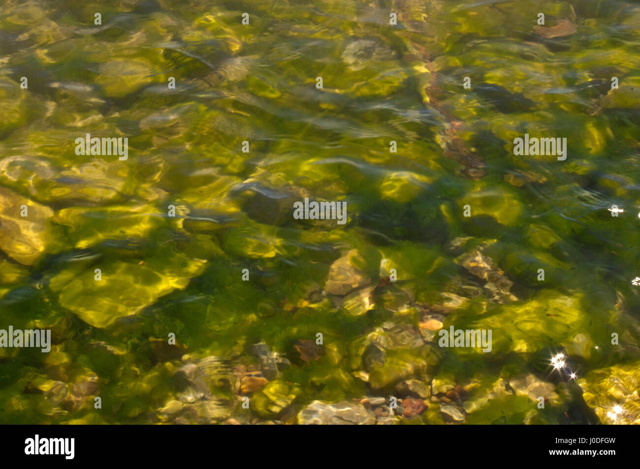 Slippery algae hi-res stock photography and images - Alamy