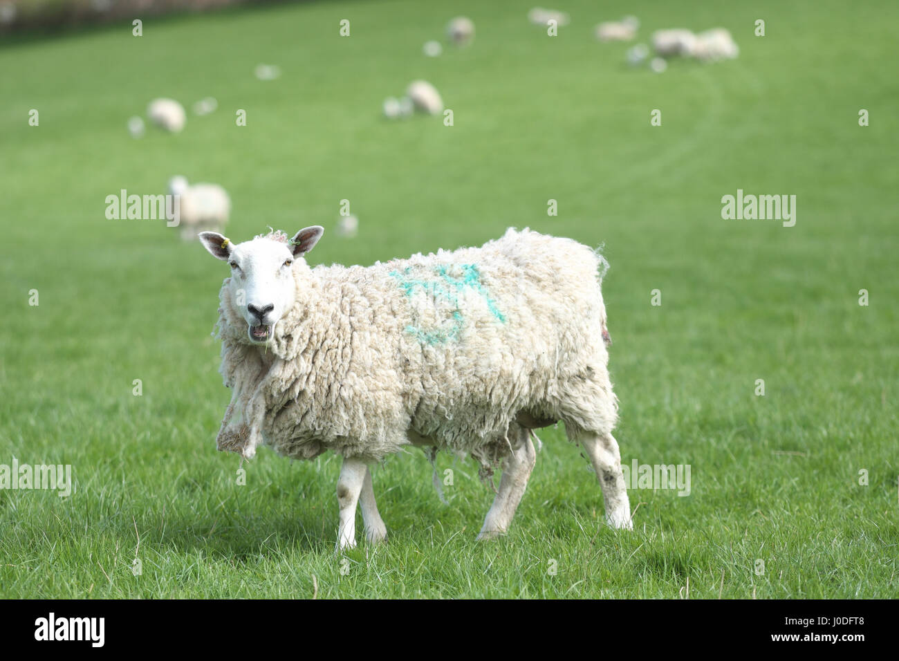 Sheep field background hi-res stock photography and images - Alamy