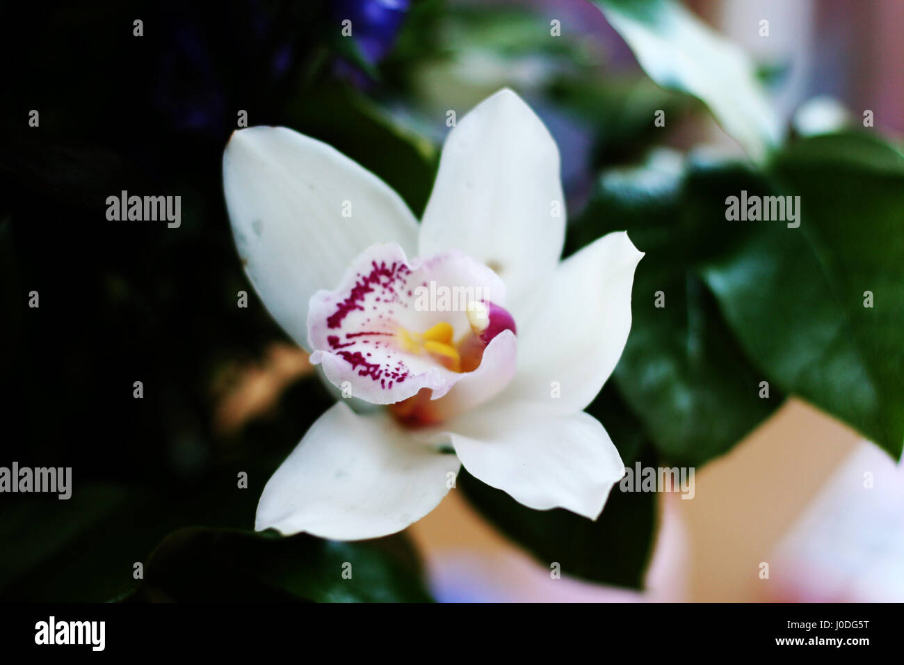 Single cream flowers hi-res stock photography and images - Alamy