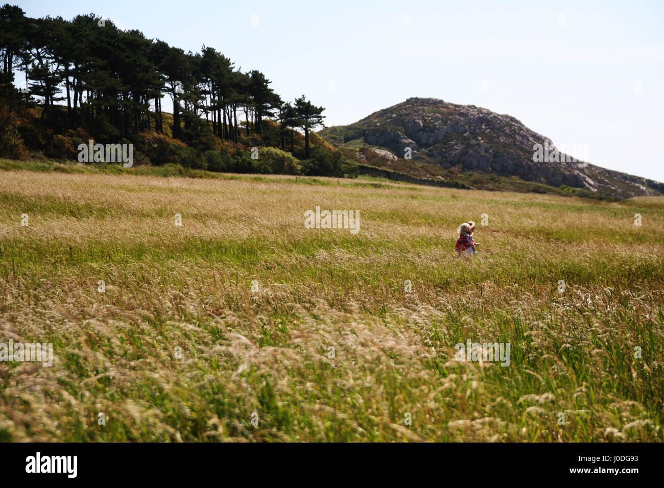 Children running in the long dried out grass in Summer time, kids ...