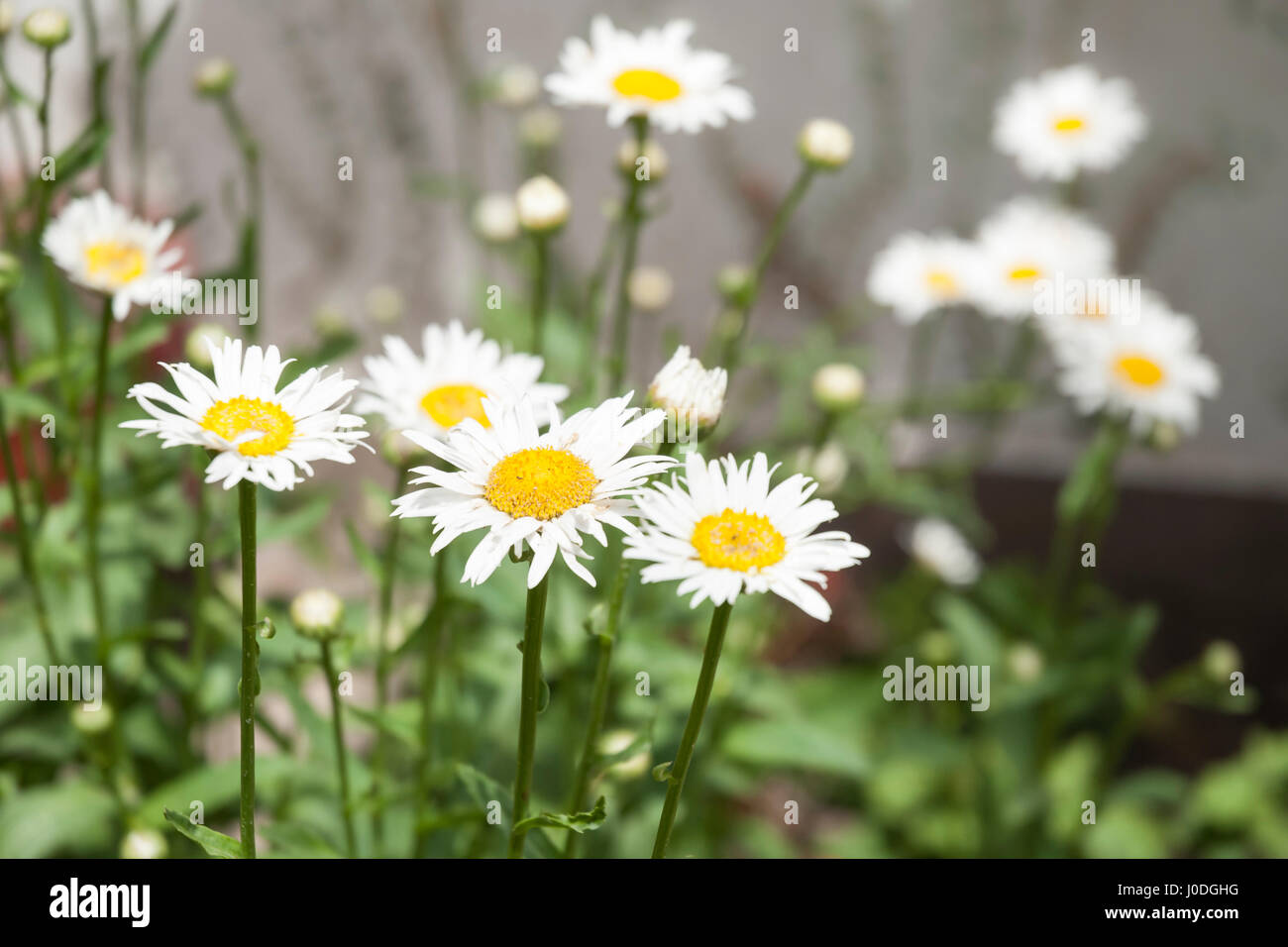 Daisy flowers in a garden Stock Photo - Alamy