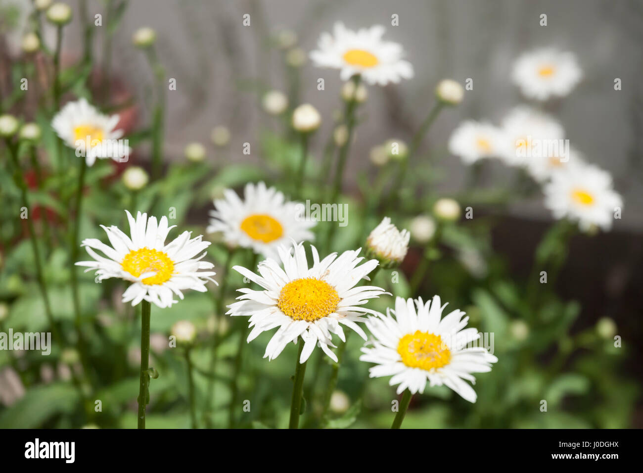 Daisy flowers in a garden Stock Photo - Alamy