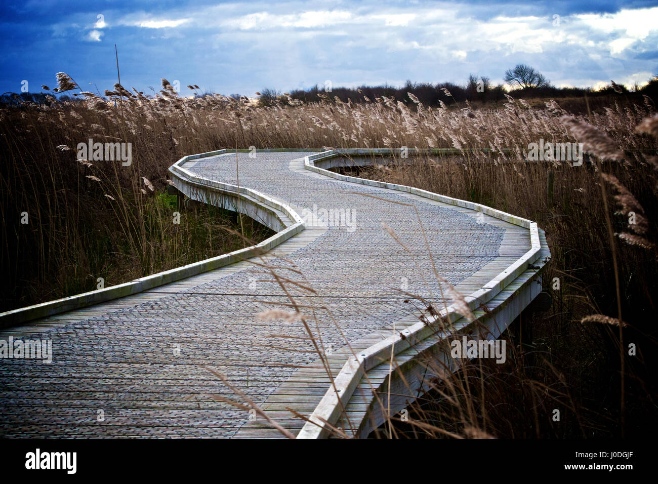 Reed bed path hi-res stock photography and images - Alamy