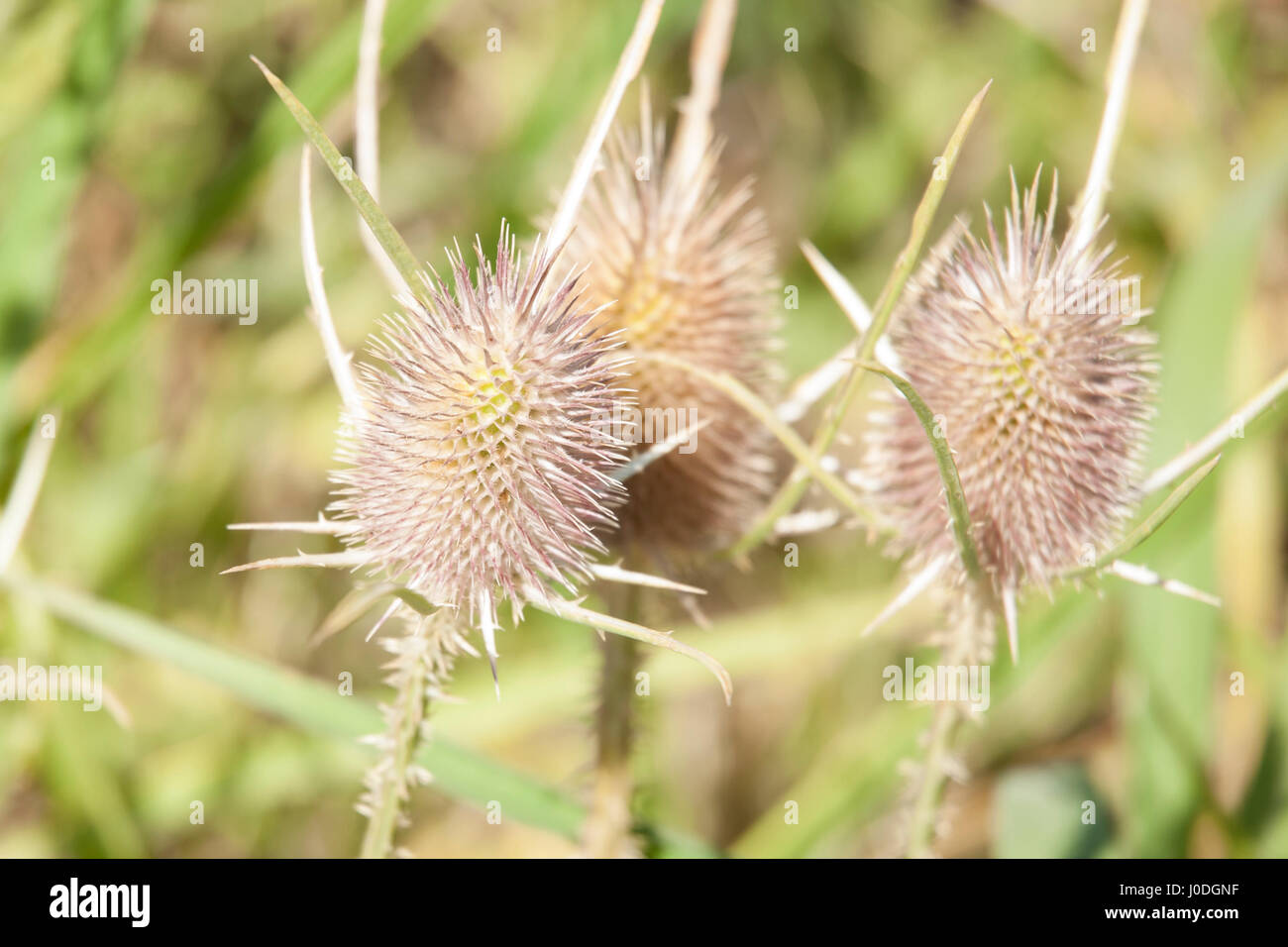 Teasel flower head (Dipsacus fullonum Stock Photo - Alamy
