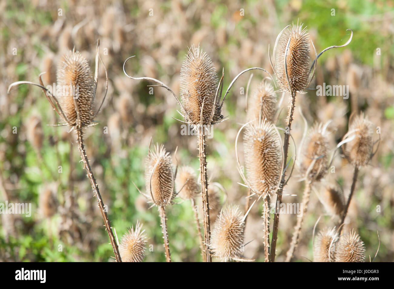 Teasel flower head (Dipsacus fullonum Stock Photo - Alamy