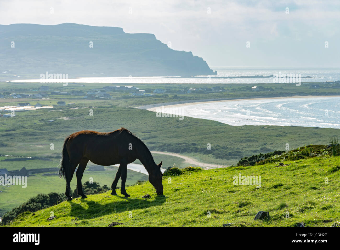 Dunaff Head over Tullagh Bay with a horse in the foreground, from ...