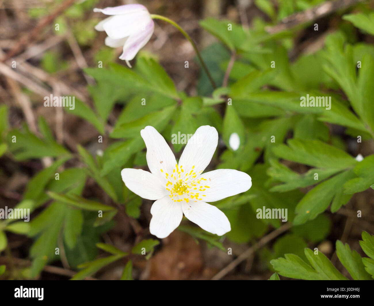 A lovely white flower head in spring Stock Photo - Alamy