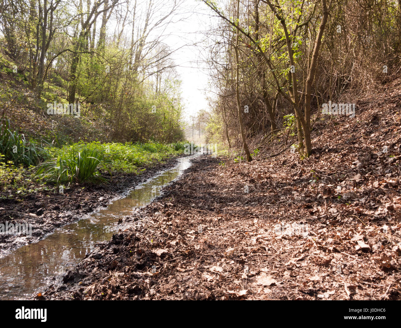A pathway of water through a forest of trees Stock Photo - Alamy