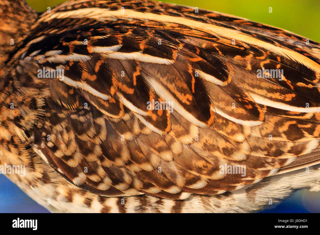 Natural camouflage snipe bird wing,woodcock Stock Photo - Alamy