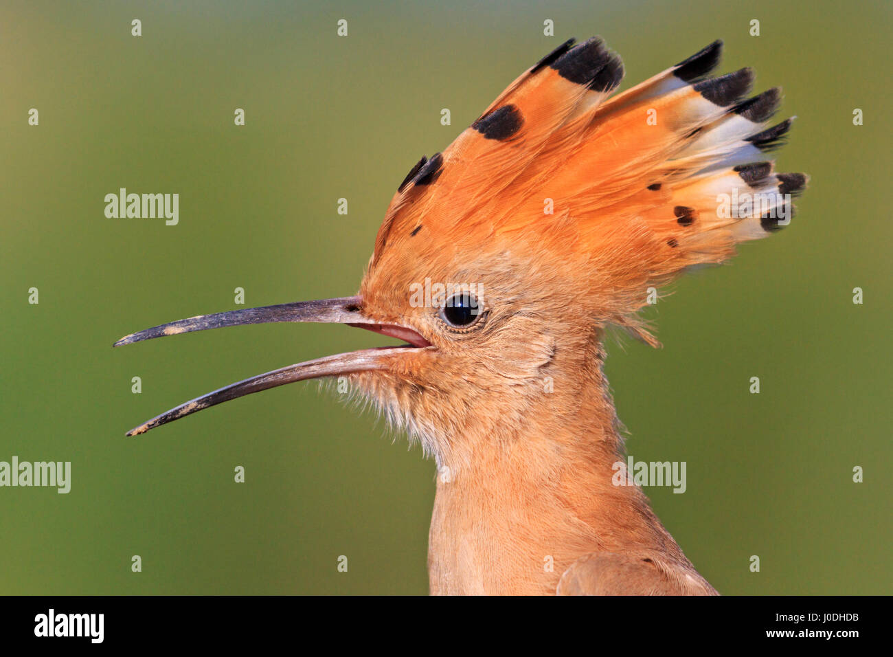hoopoe open beak on the green background,exclusive bird Stock Photo - Alamy