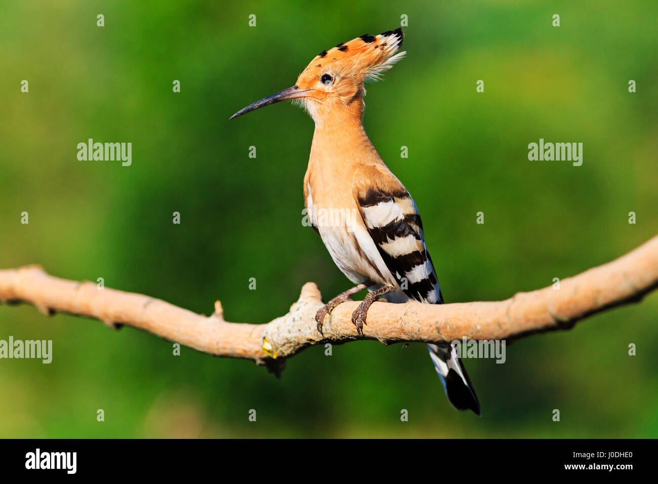 exotic colorful bird with a tufted,exclusive bird Stock Photo - Alamy
