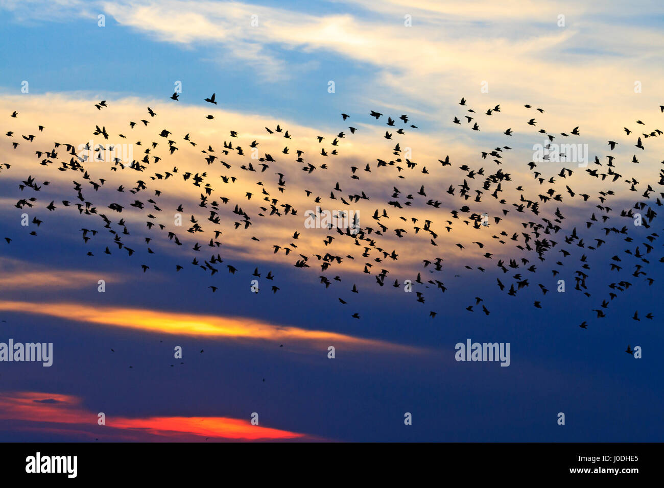 starlings flying in the sky warm evening,migration Stock Photo - Alamy