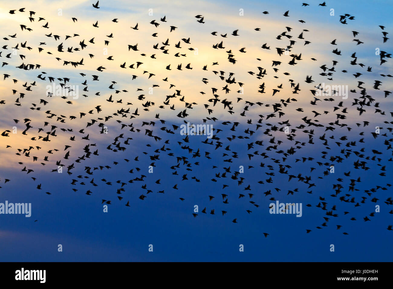 Starlings flying in formation at dusk hi-res stock photography and ...