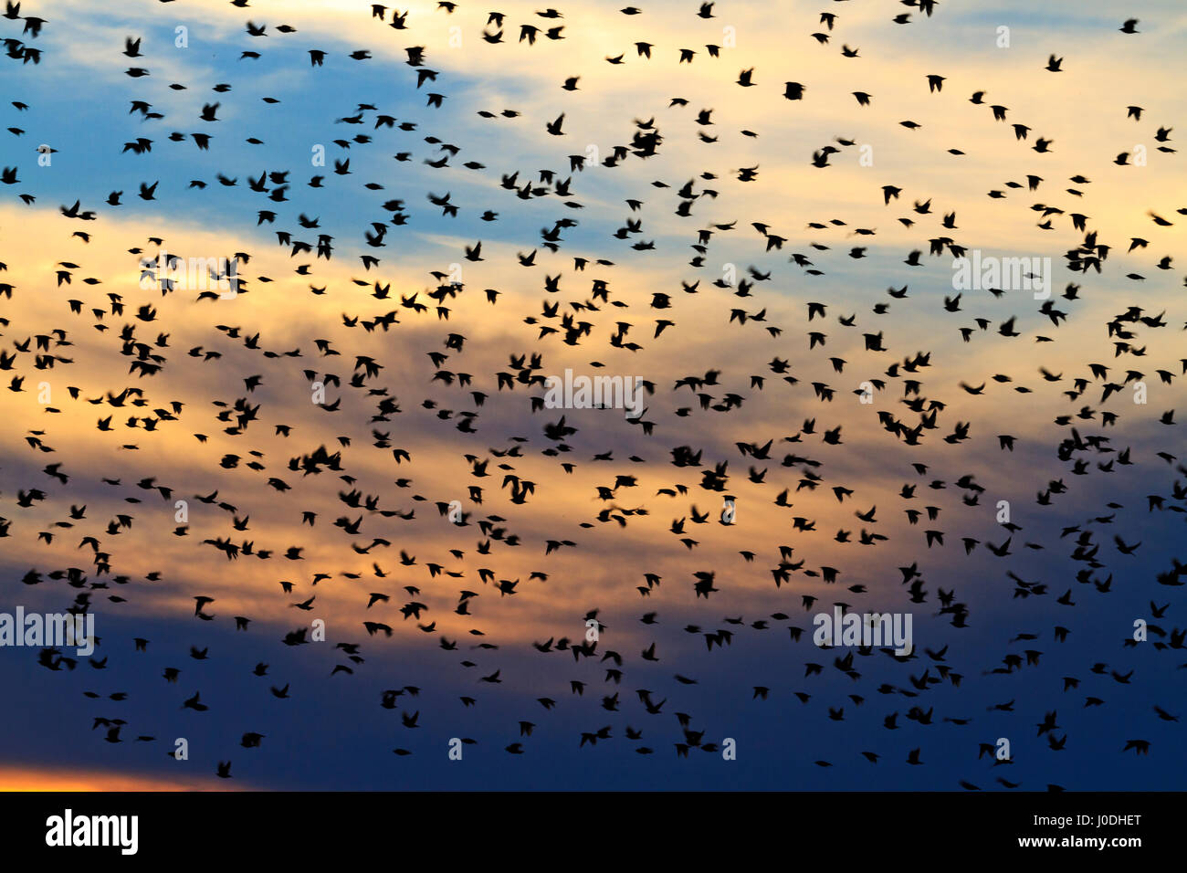 hundreds of birds flying in the evening sky,migration Stock Photo - Alamy