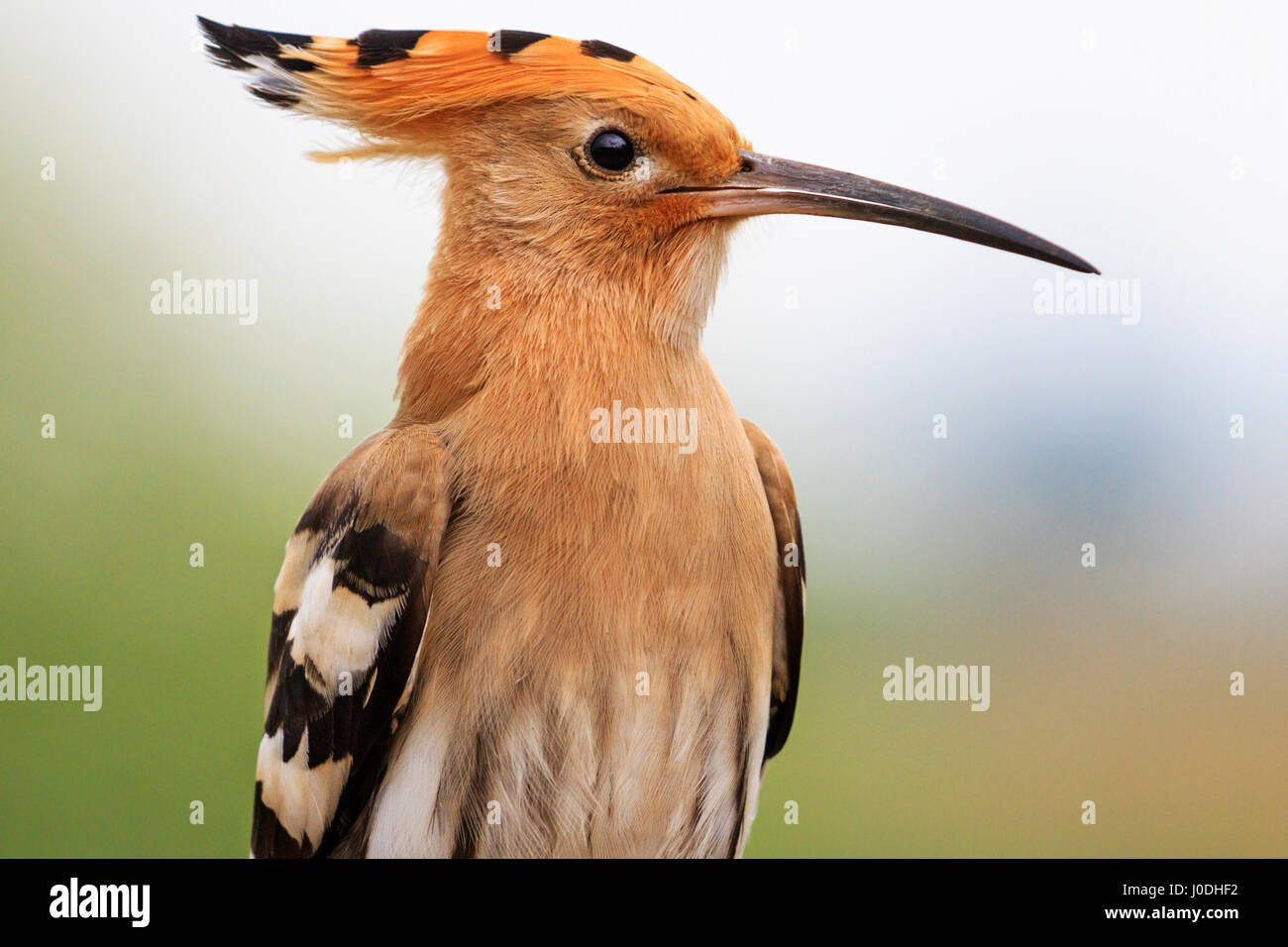 Bird - butterfly with bangs and long beak,exclusive bird Stock Photo ...