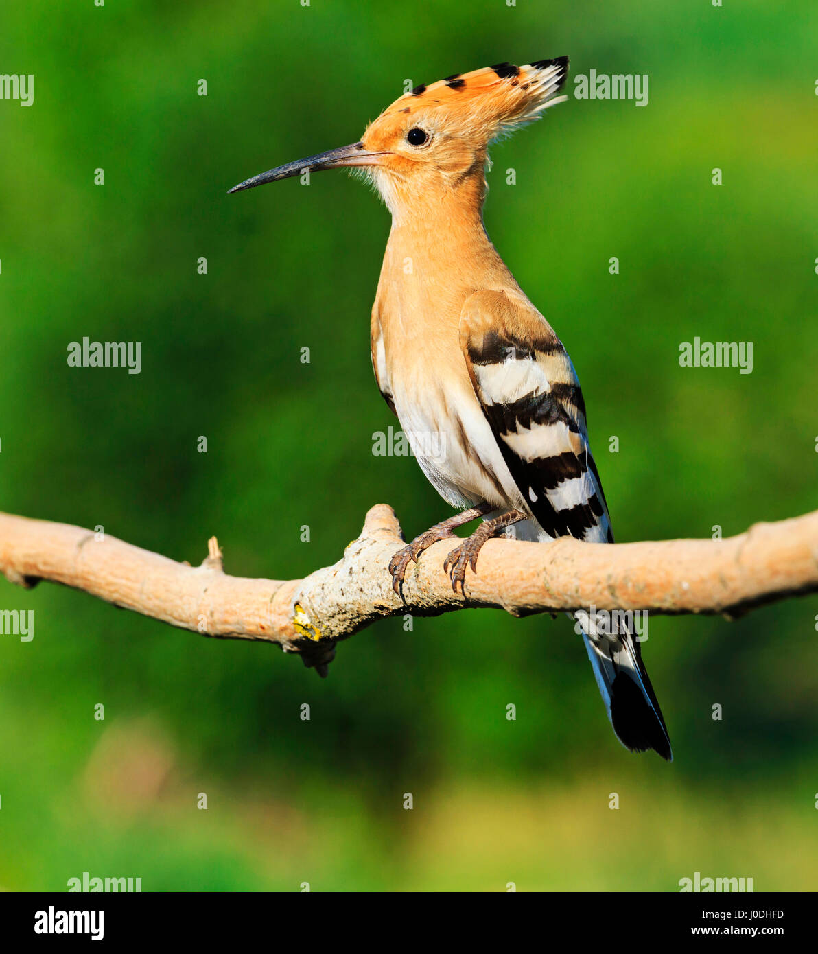 hoopoe as a symbol Religious beliefs,exclusive bird Stock Photo - Alamy