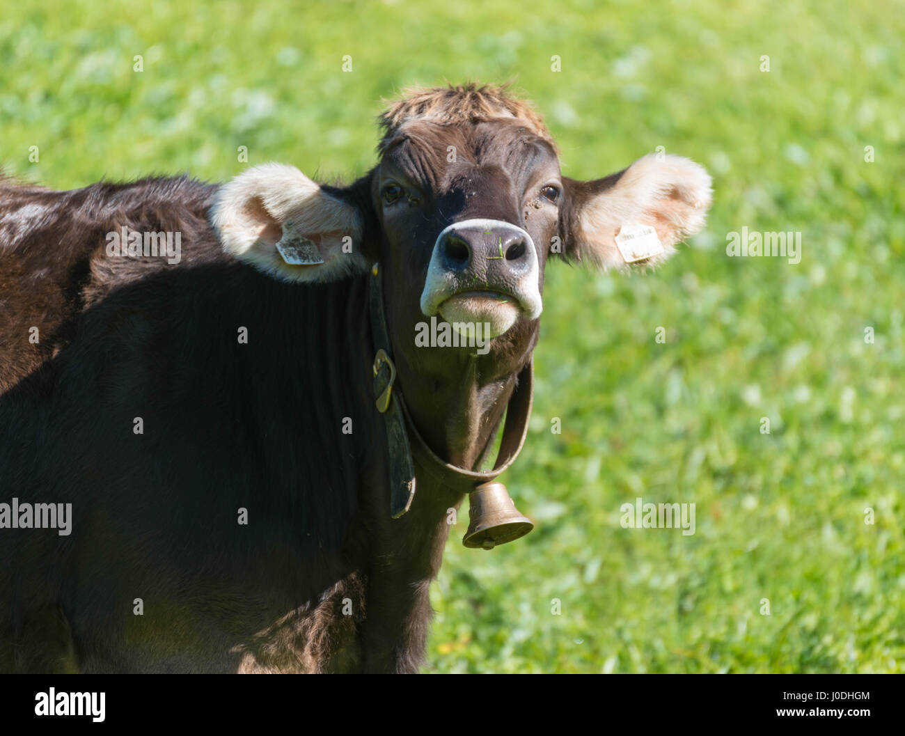 Standing cow head bell hi-res stock photography and images - Alamy