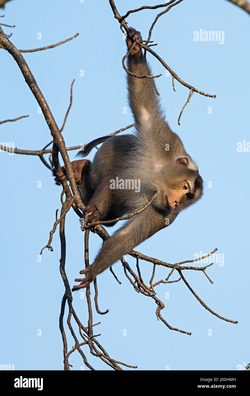 Northern Pig-tailed Macaque (Macaca leonina), Mount Bokor, Bokor ...