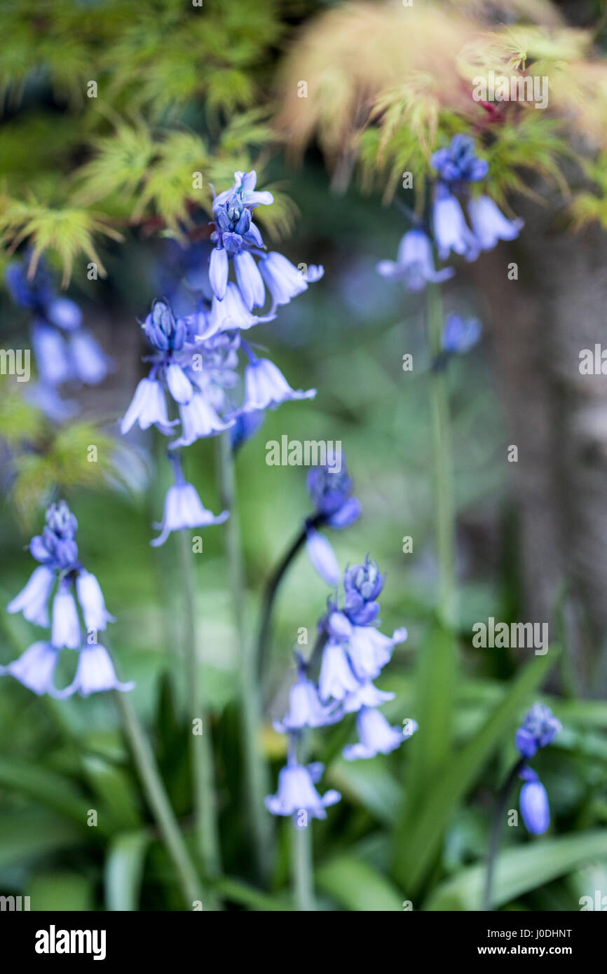 English bluebell woods images hi-res stock photography and images - Alamy