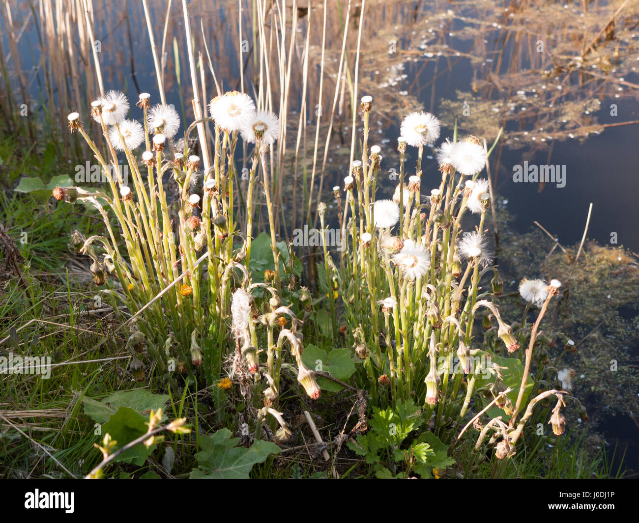 White dandelions on the edge of a river, falling apart Stock Photo - Alamy
