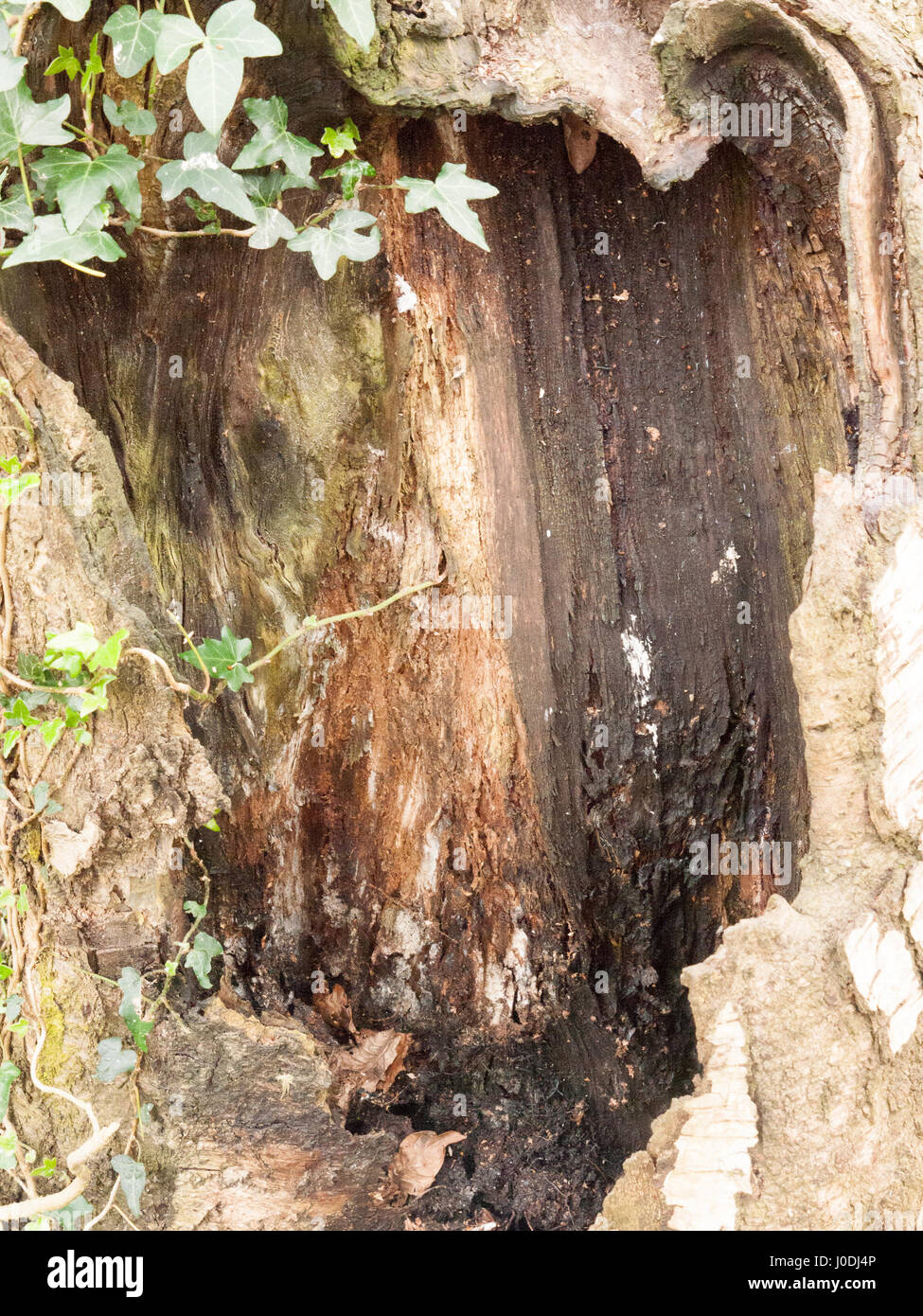 Close up shot of hollowed bark rotting Stock Photo - Alamy