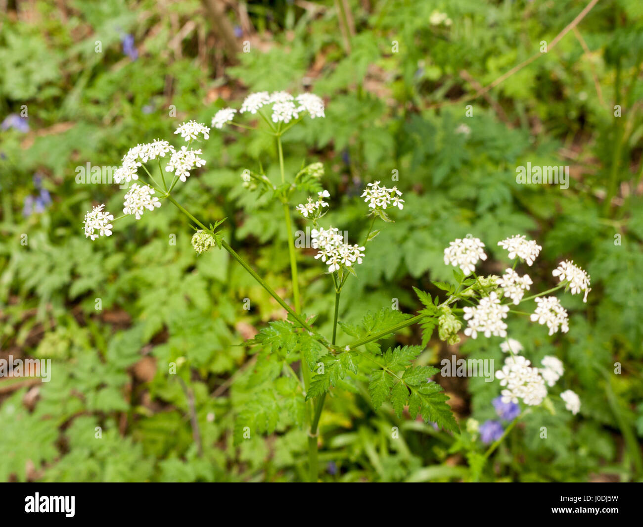 Plant Parts High Resolution Stock Photography and Images - Alamy