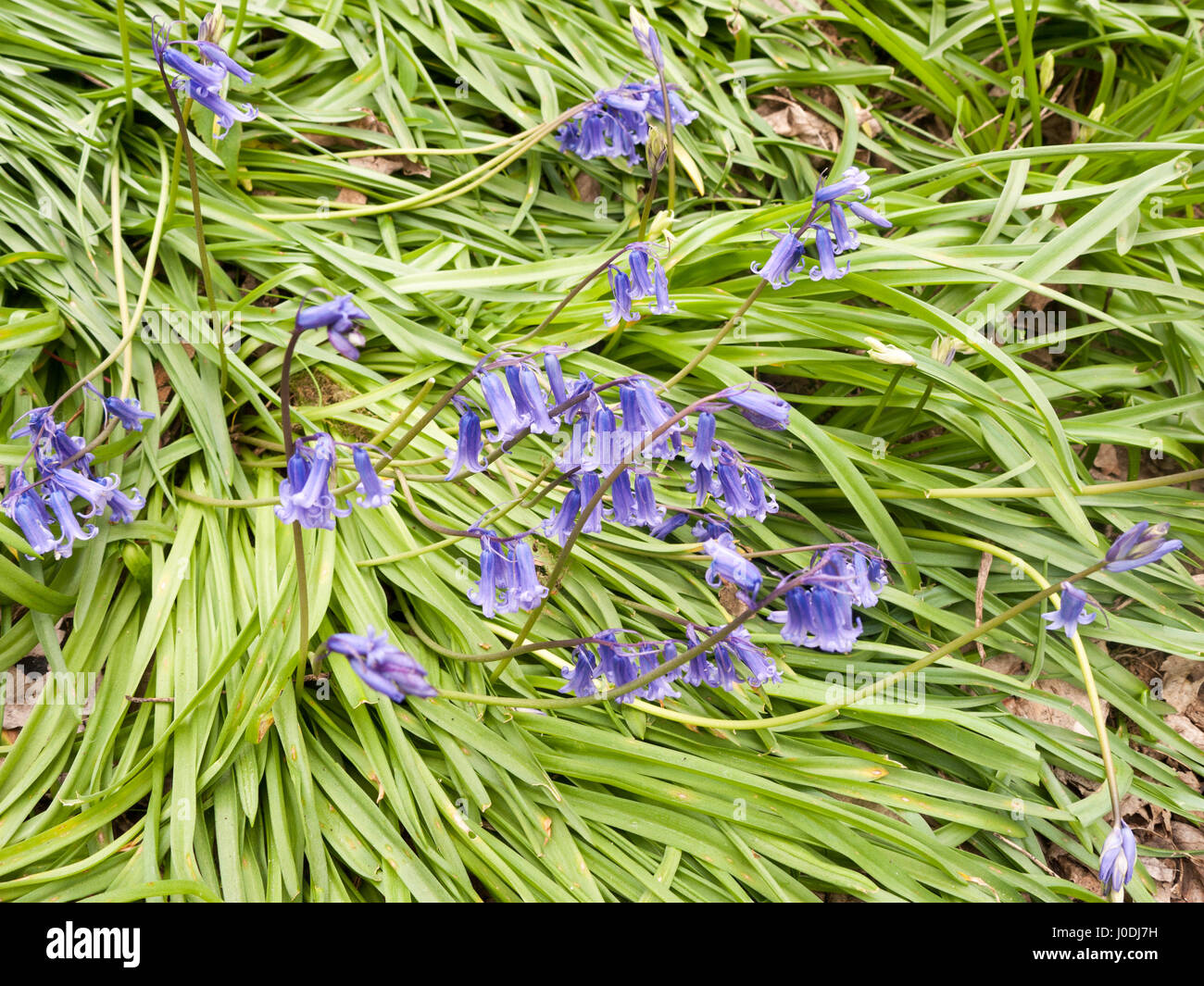 Bluebells on the floor and in the grass Stock Photo - Alamy