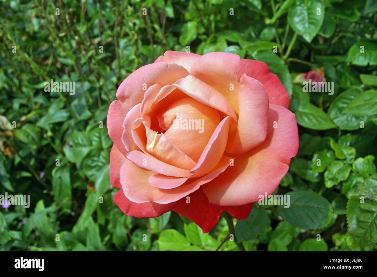 Standard rose flower hi-res stock photography and images - Alamy